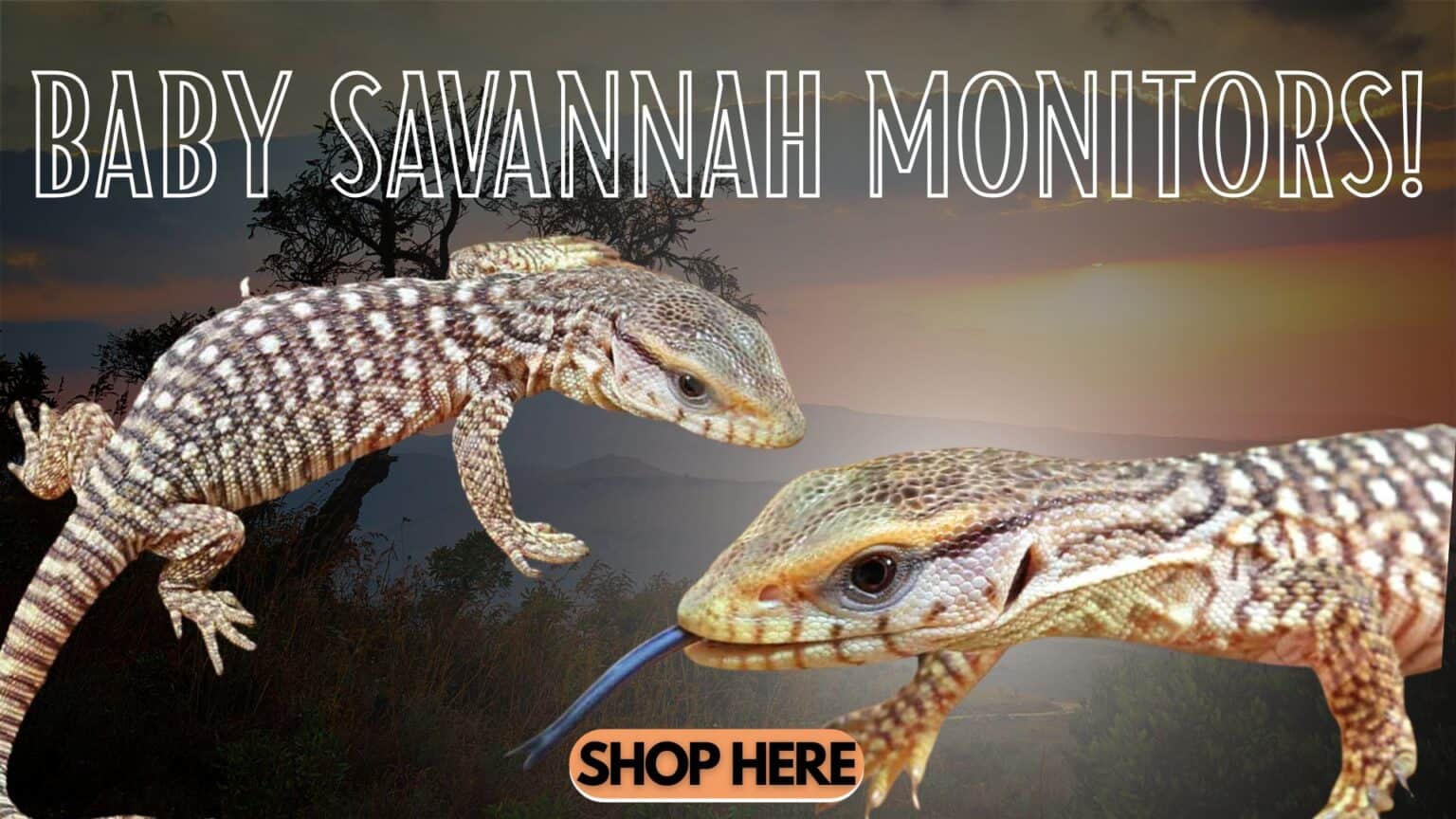 Underground Reptiles - Exotic Reptiles, Amphibians, Lizards and Mammals