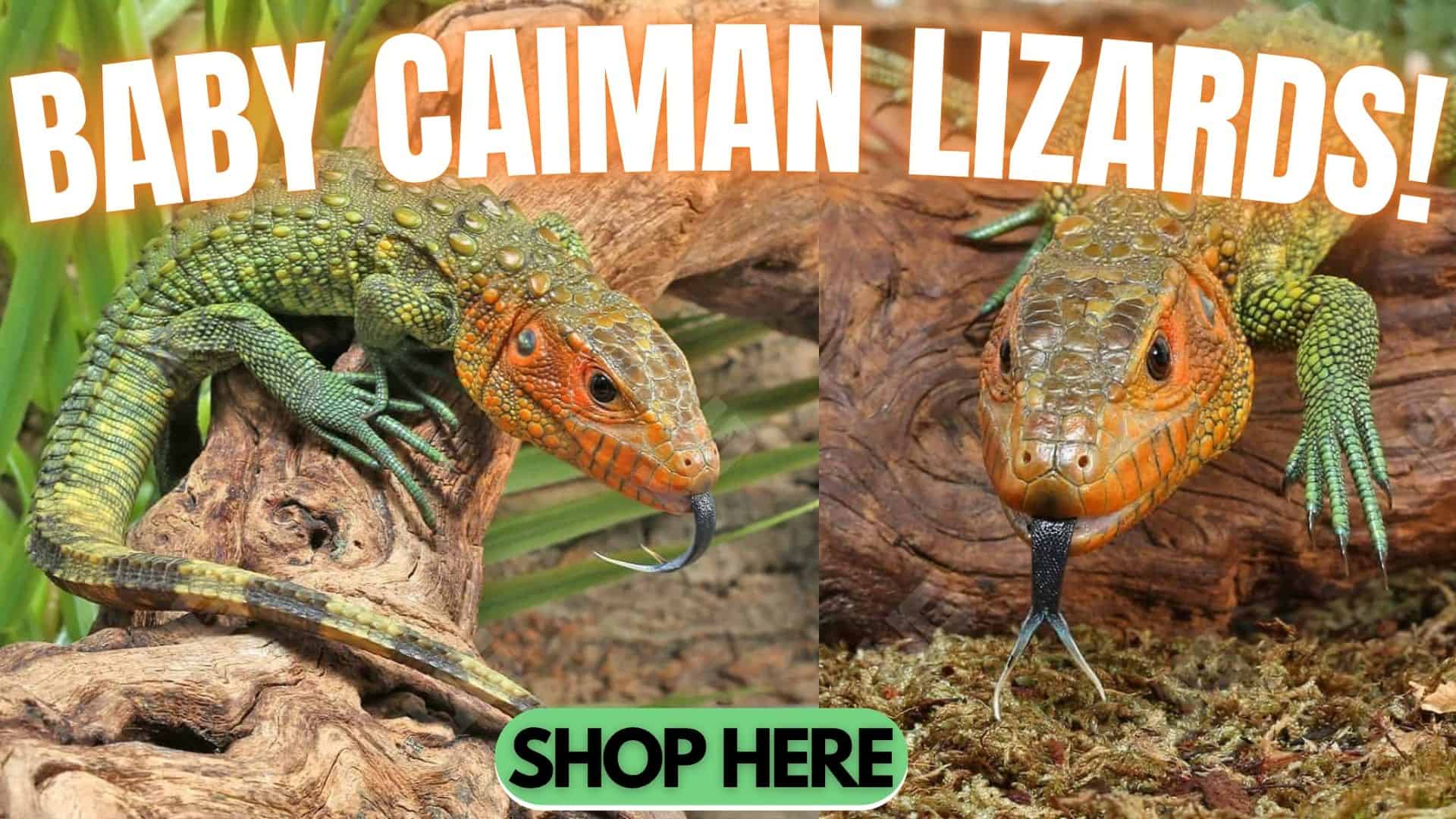Underground Reptiles - Exotic Reptiles, Amphibians, Lizards and Mammals
