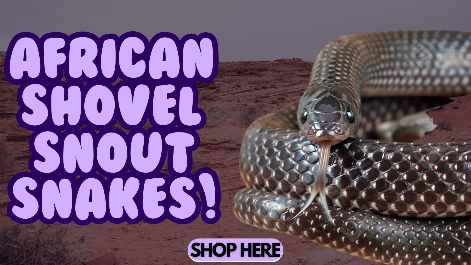 Underground Reptiles - Exotic Reptiles, Amphibians, Lizards and Mammals