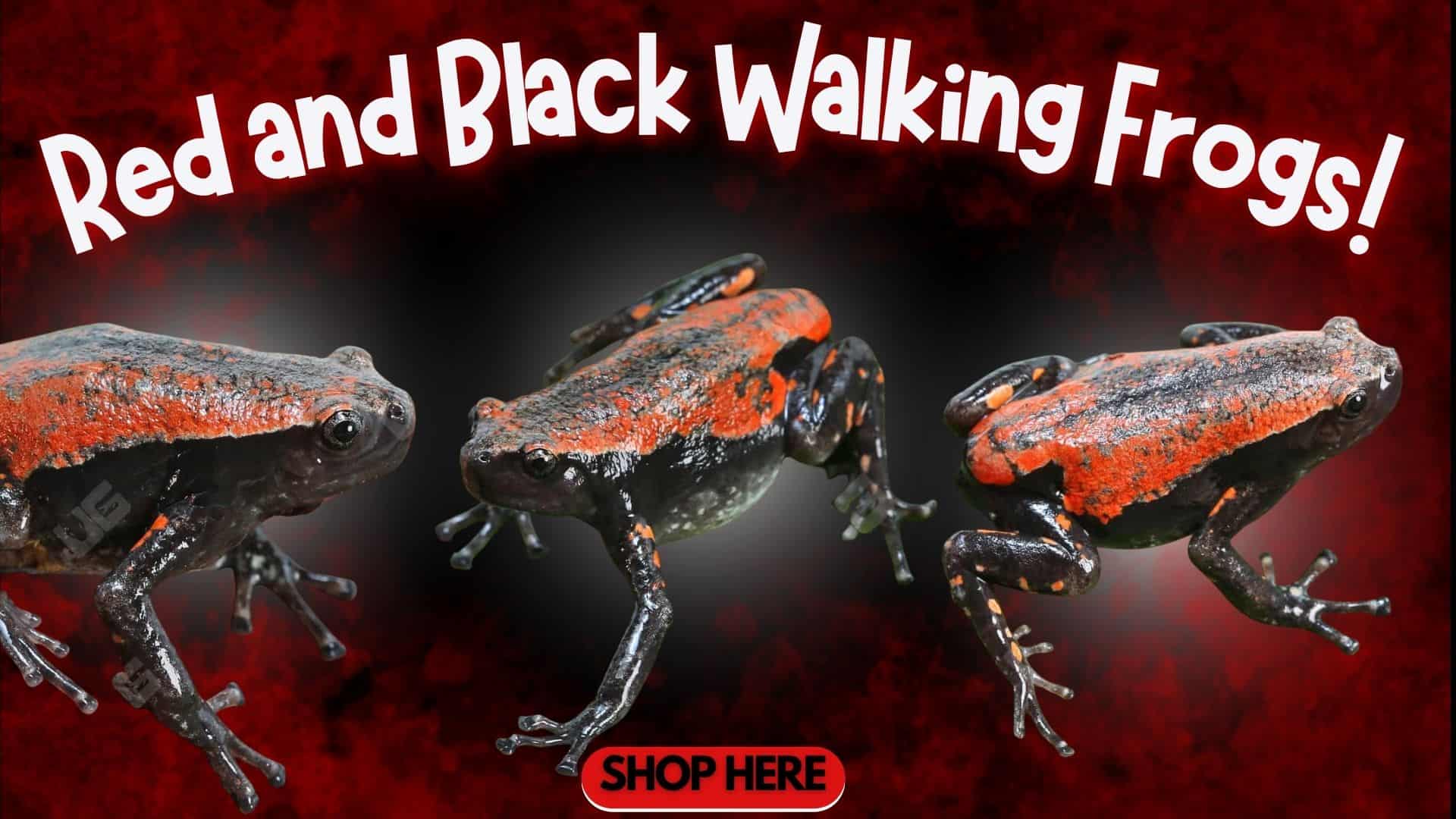 Underground Reptiles - Exotic Reptiles, Amphibians, Lizards and Mammals