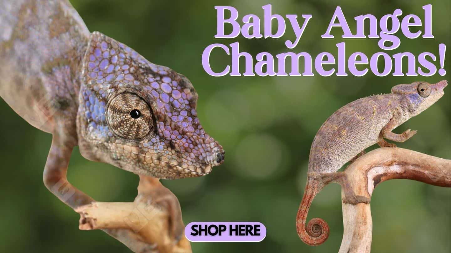 Underground Reptiles - Exotic Reptiles, Amphibians, Lizards and Mammals