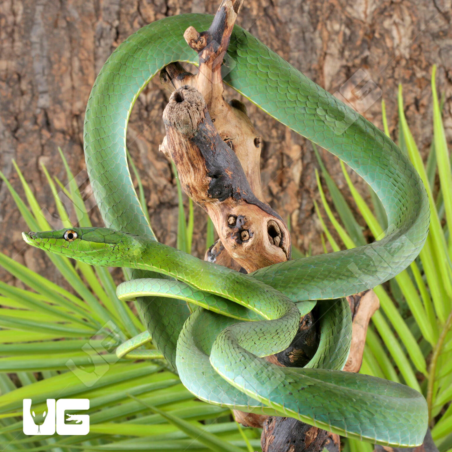 Giant Green Vine Snakes For Sale - Underground Reptiles