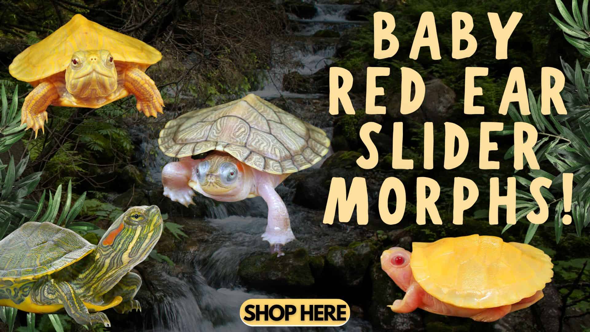 Underground Reptiles - Exotic Reptiles, Amphibians, Lizards and Mammals