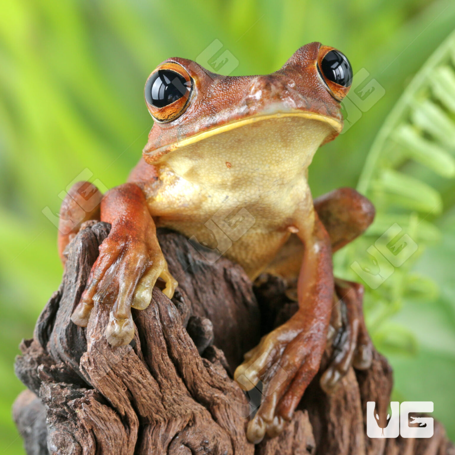 Rosenberg's Tree Frog For Sale - Underground Reptiles